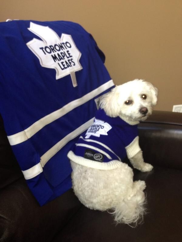 Moment of paws: Canadian sports pets - Team Canada - Official Olympic ...